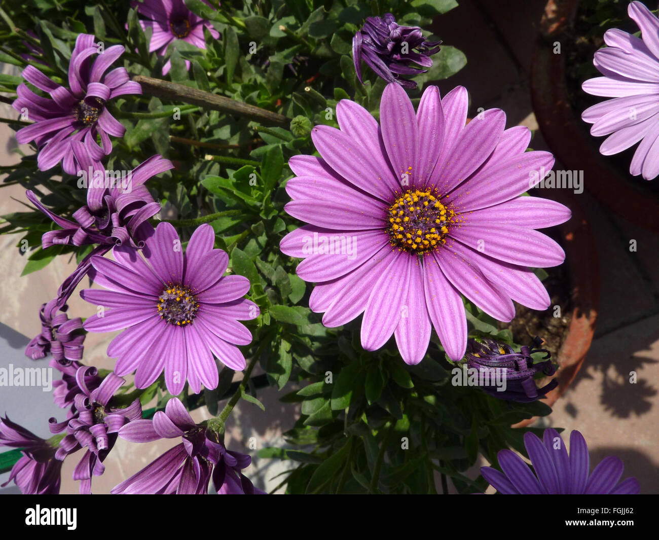 Osteospermum ecklonis, Cape marigold, African daisy, ornamental annual ...