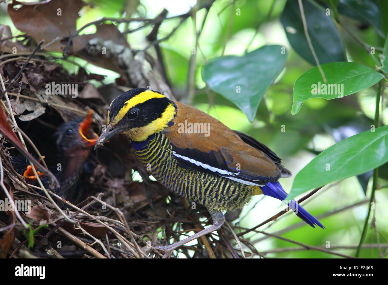 Javan Banded Pitta (Pitta guajana) nesting in Java, Indonesia Stock ...