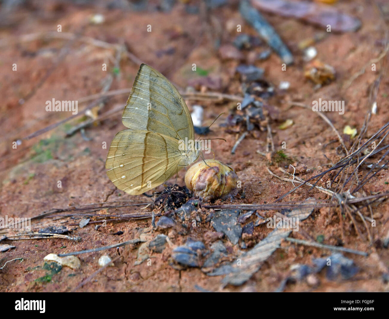 Yellow Dryad Butterfly (Amathusidae) drinking from a fallen fruit on ...