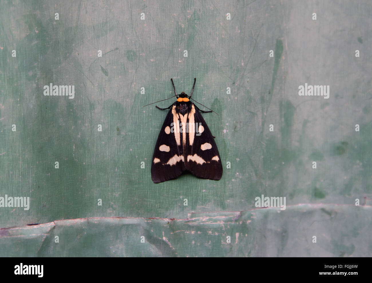 Macrobrochis notabilis Moth - Arctiinae resting on a shed wall in the ...