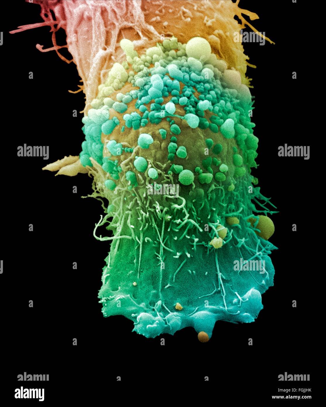 Microvilli sem hi-res stock photography and images - Alamy