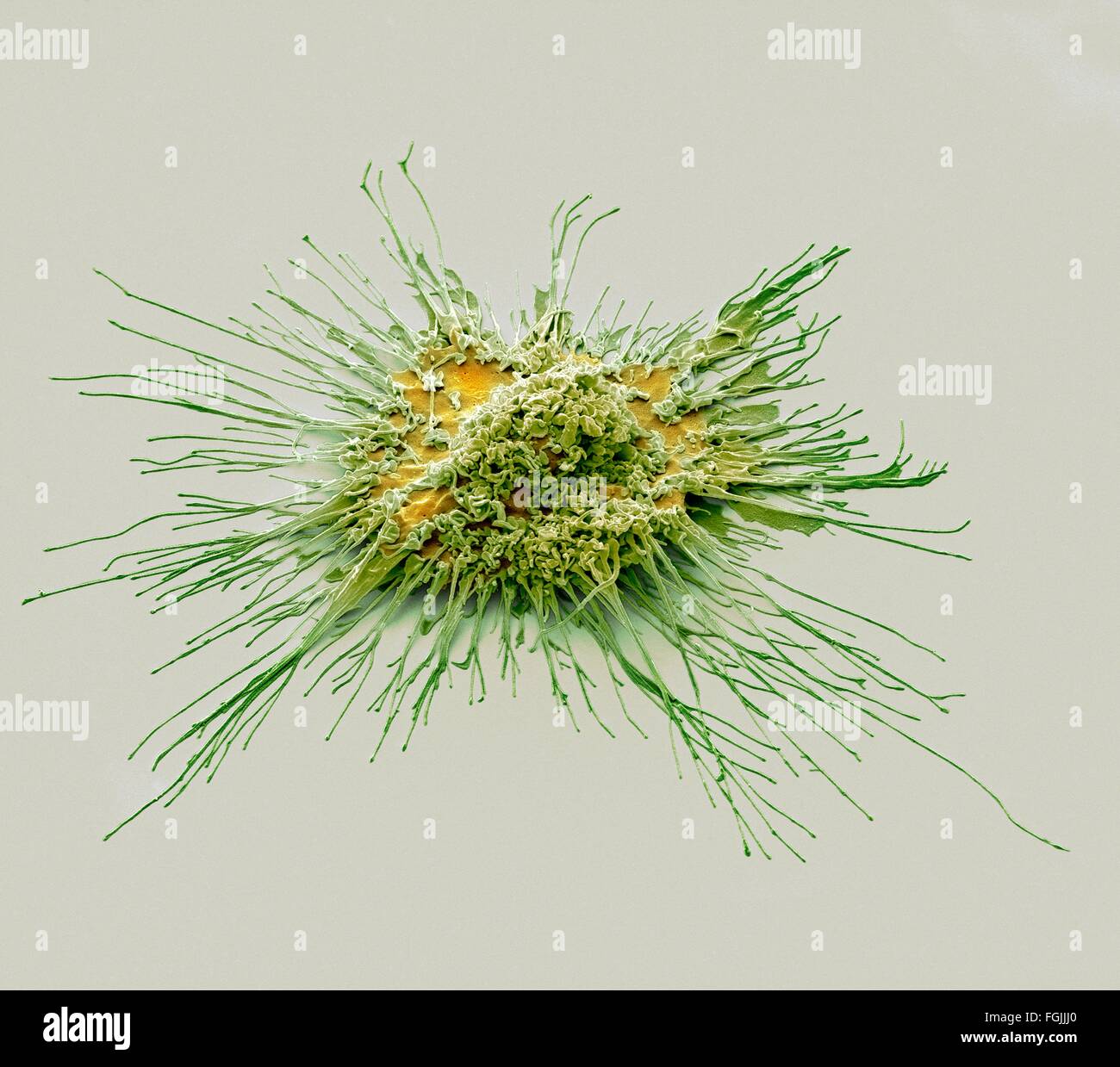 Dendritic cell micrograph hi-res stock photography and images - Alamy