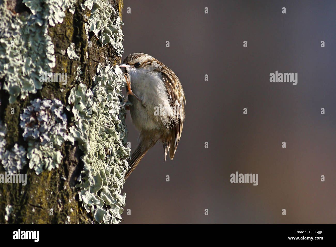 Tree creeper, Certhia Brachydactyla, climbing on a tree trunk looking ...