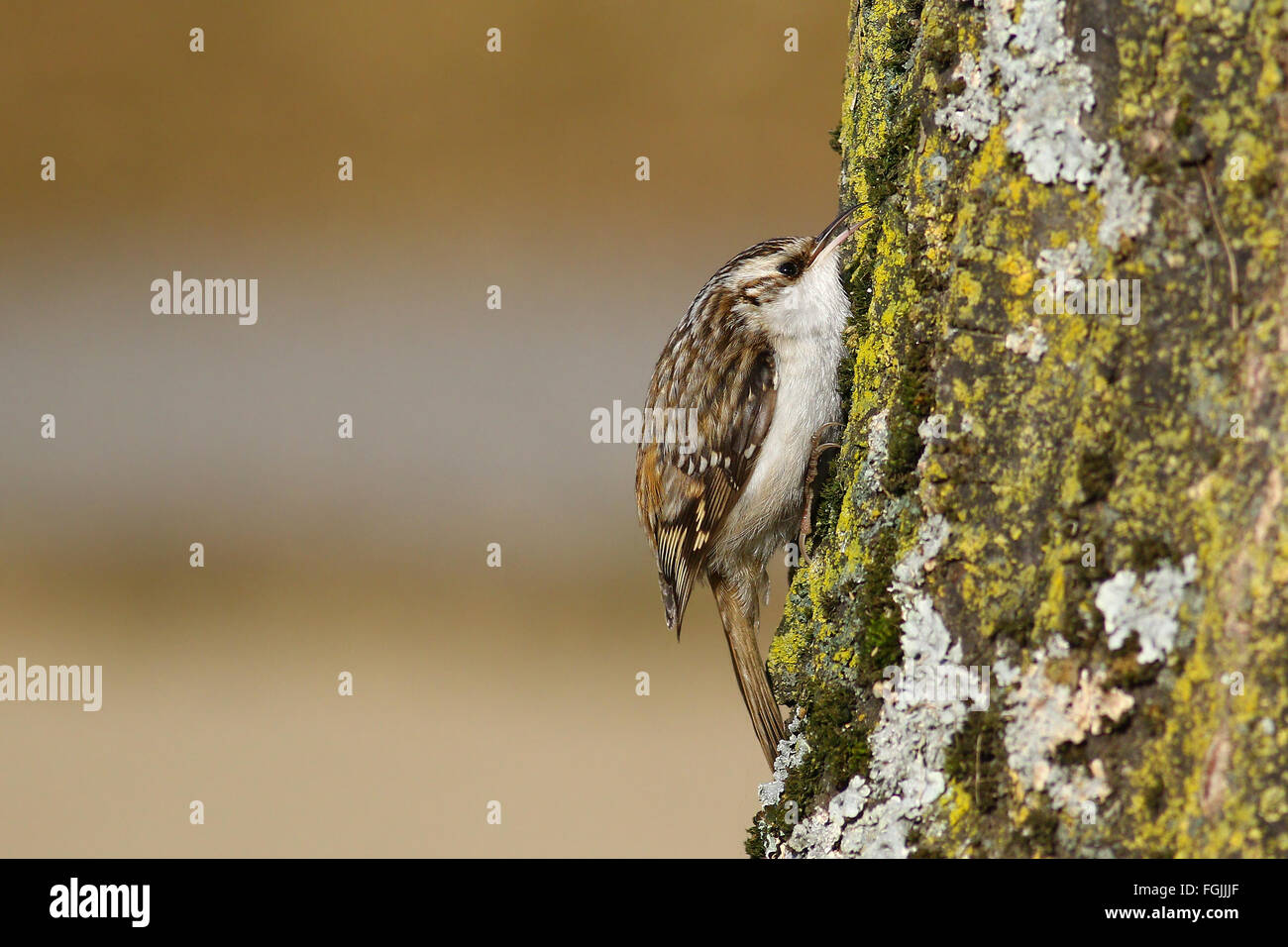 Tree creeper, Certhia Brachydactyla, climbing on a tree trunk looking ...