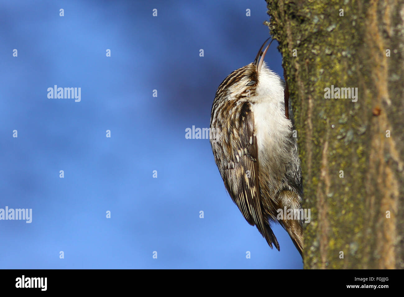 Tree creeper, Certhia Brachydactyla, climbing on a tree trunk looking ...