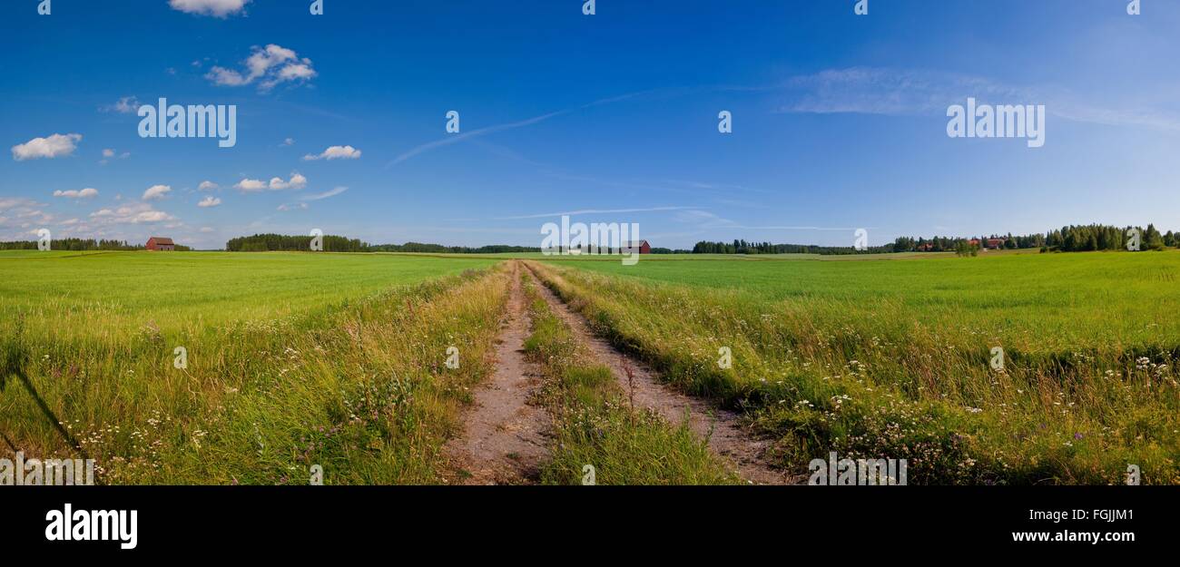 The field in the Finnish countryside Stock Photo - Alamy