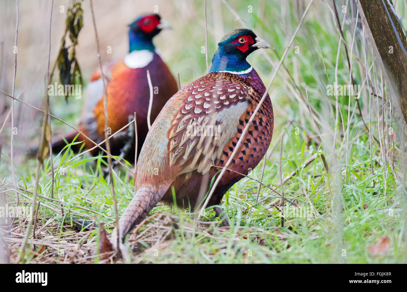 Two pheasants (Phasianus colchicus) in Ingeln-Oesselse in the Hanover ...
