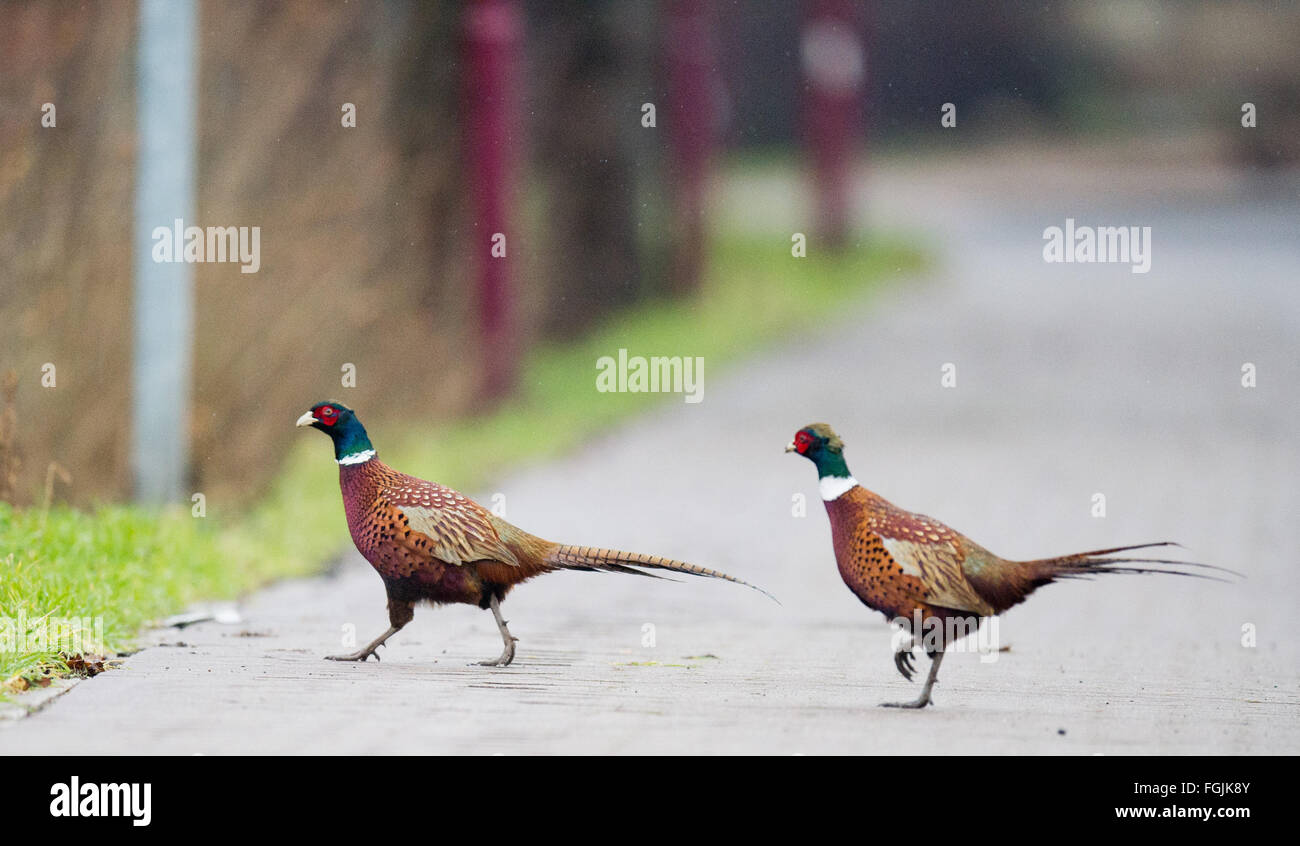 Two pheasants (Phasianus colchicus) in Ingeln-Oesselse in the Hanover ...