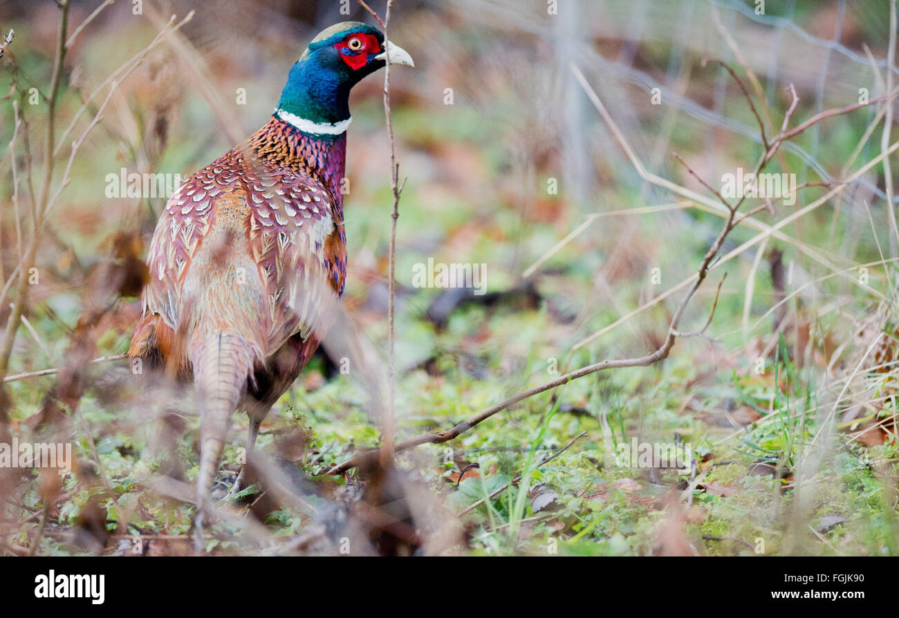 A pheasant (Phasianus colchicus) standing on a meadow in Ingeln ...
