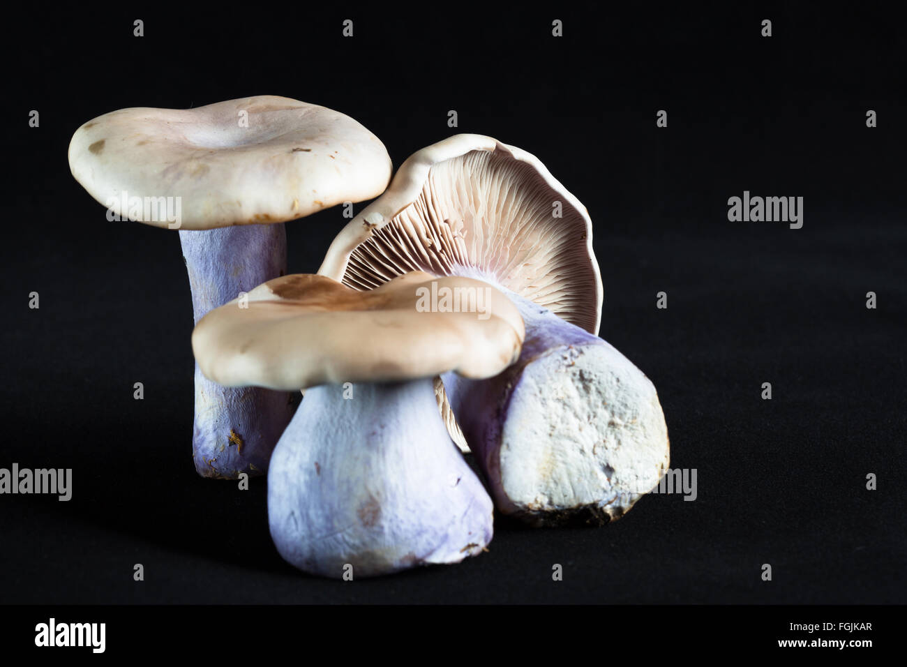 Mushroom Stipe High Resolution Stock Photography and Images - Alamy