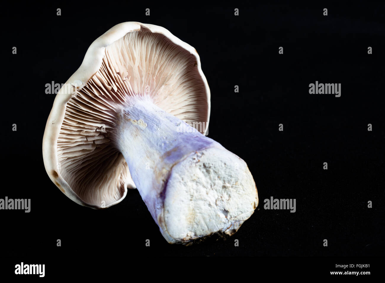 A macro image of the Stipe, Gills and Stem of a King trumpet mushroom ...