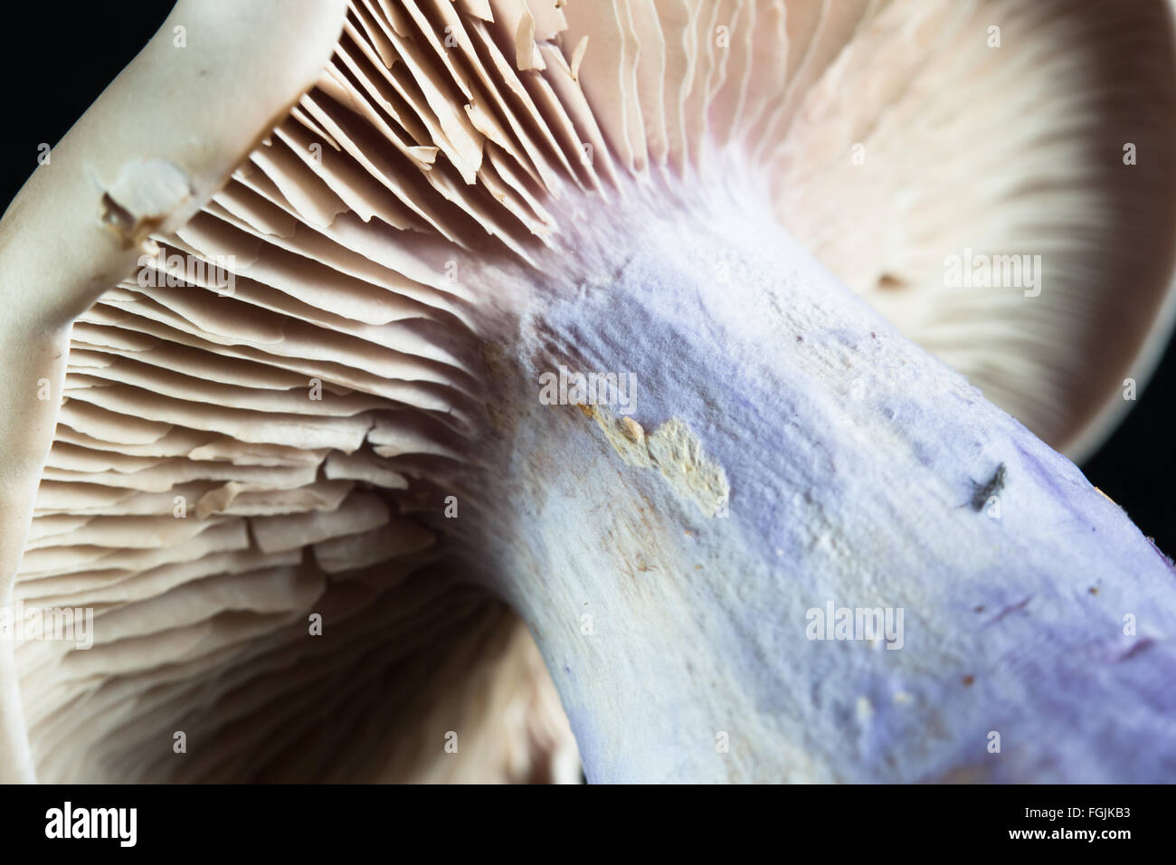A macro image of the Stipe and Gills of a King trumpet mushroom/fungi ...