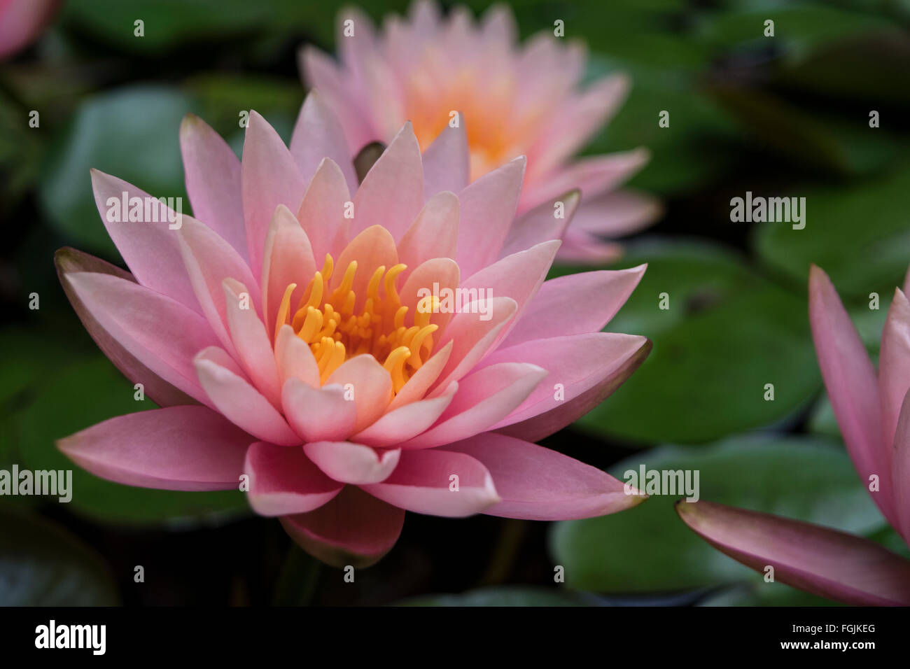 Natural Lotus Flower Stock Photo - Alamy