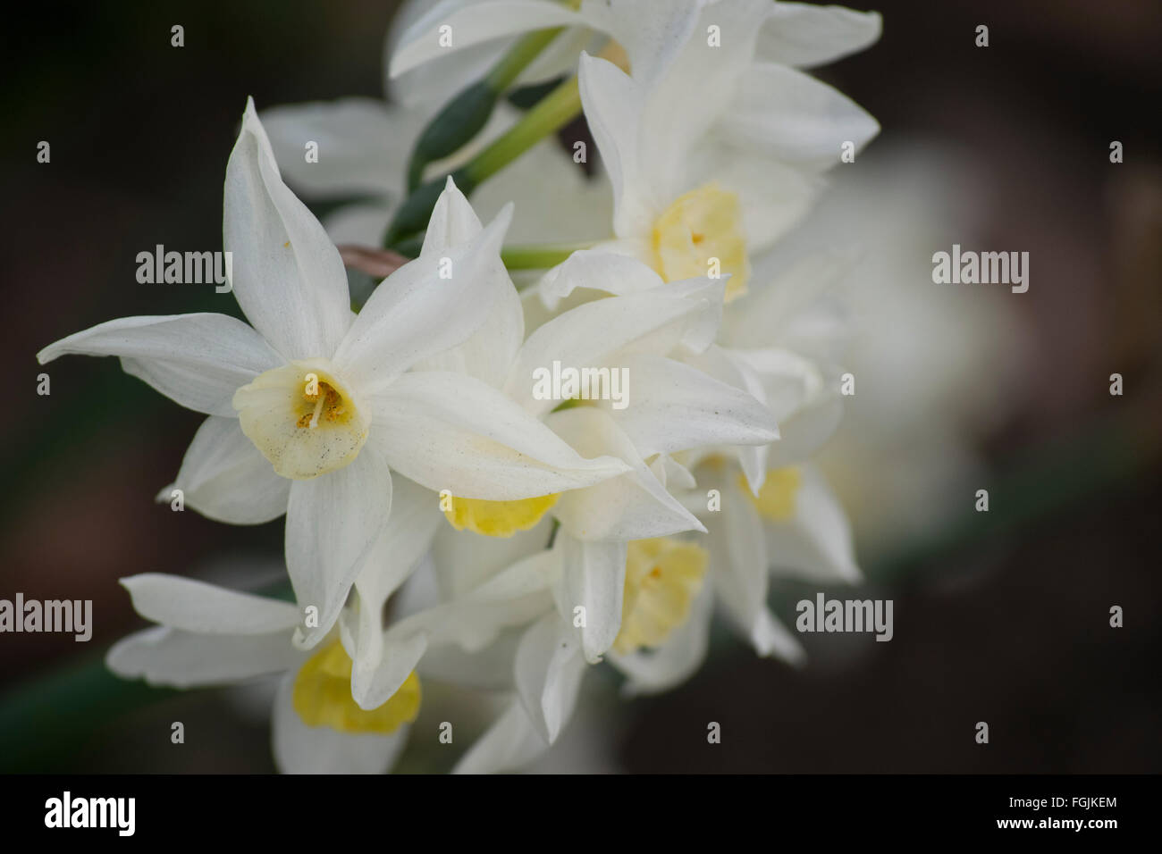 Translucent flowers hi-res stock photography and images - Alamy