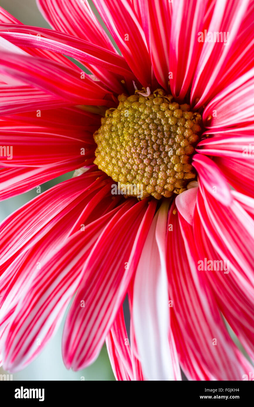 Life stiles hi-res stock photography and images - Alamy