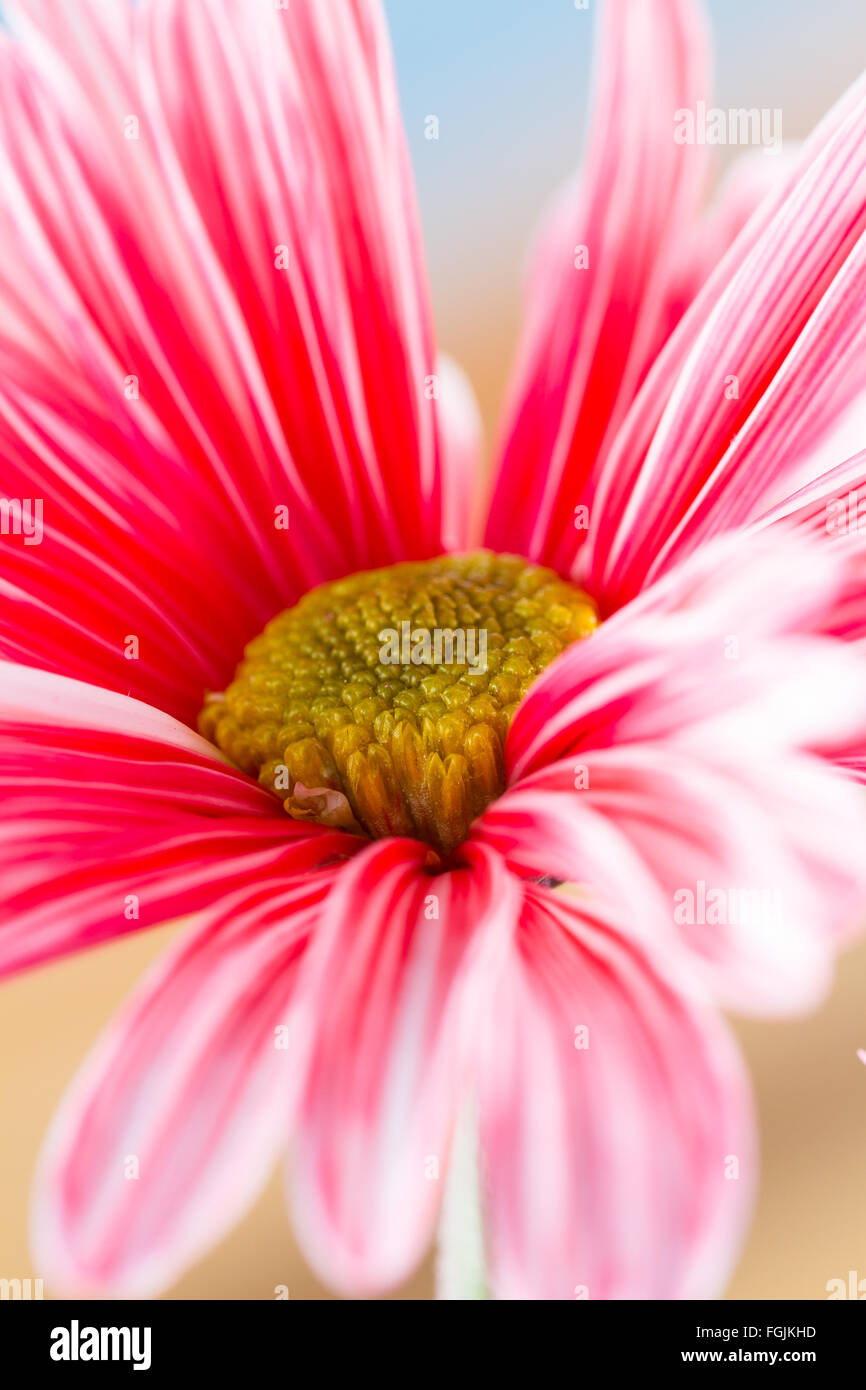 close up of a beautiful daisy with long soft petals with red and white ...