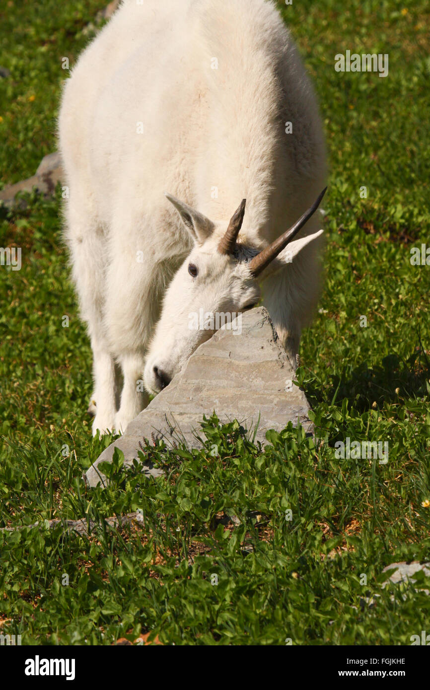 A mountain goat with asymmetrical horns scratches his face on a rock ...