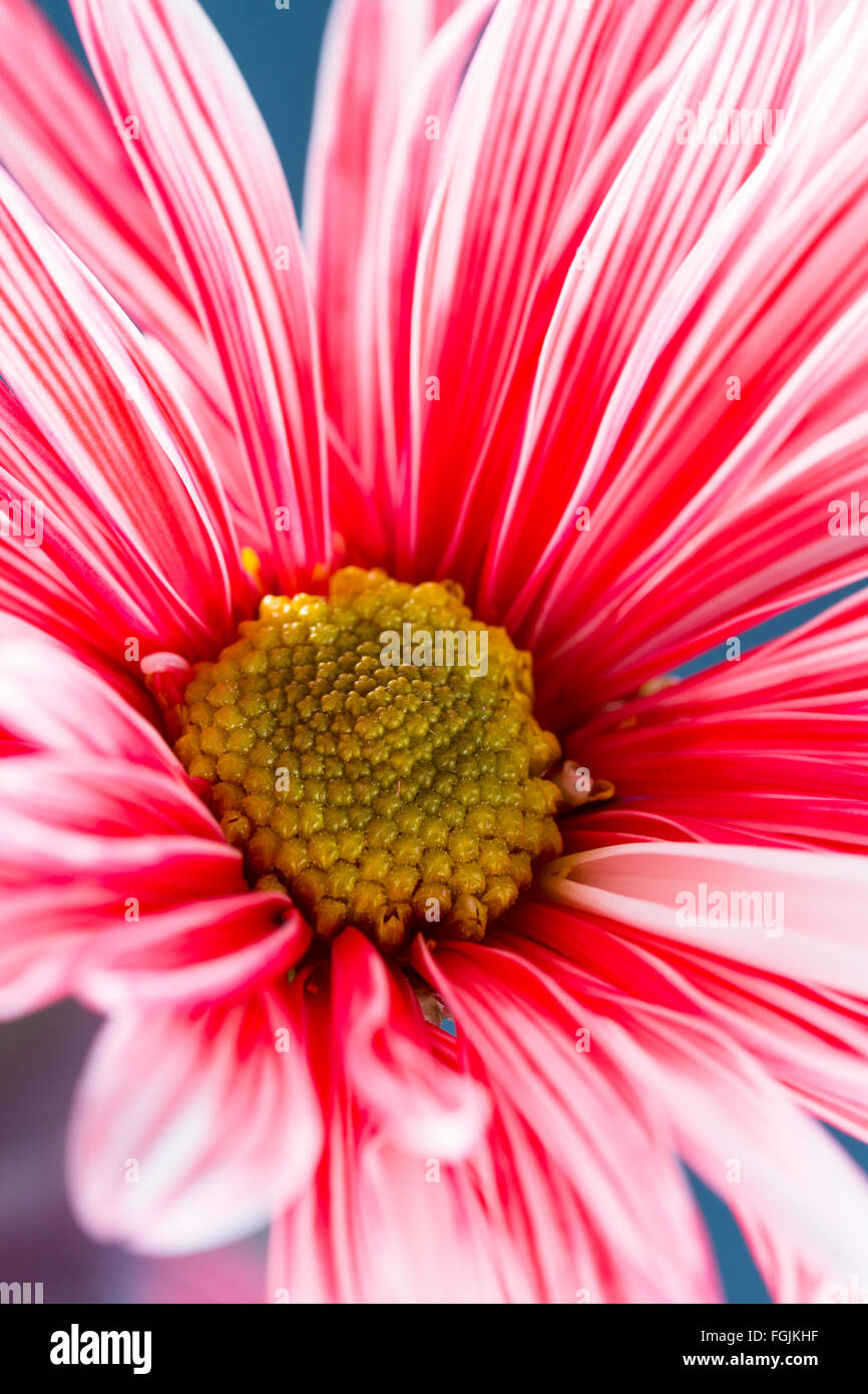 close up of a beautiful daisy with long soft petals with red and white ...