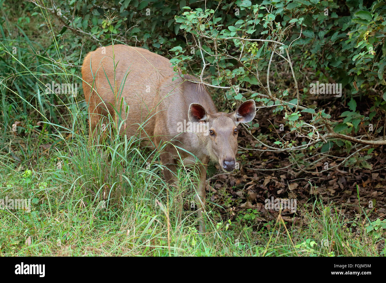 Female sambar deer (Rusa unicolor), Kanha National Park, India Stock ...