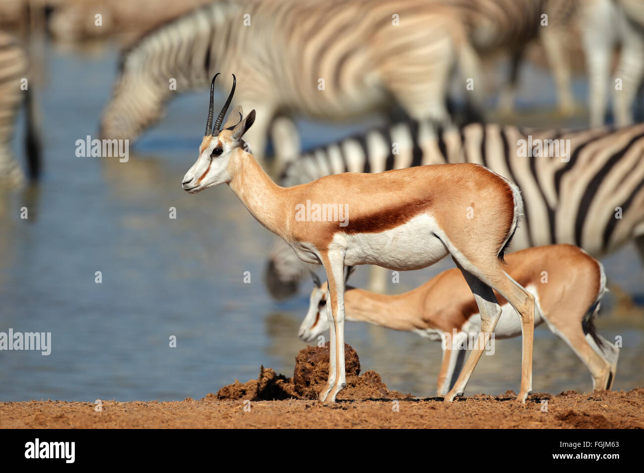 African antelope and zebras hi-res stock photography and images - Alamy