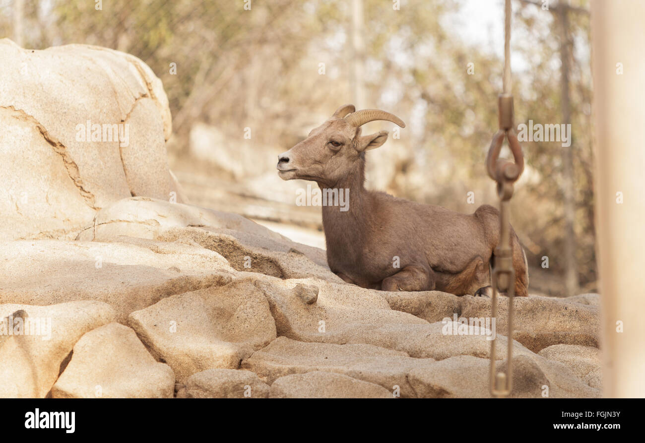 Desert Bighorn sheep, Ovis canadensis, in the desert in California ...