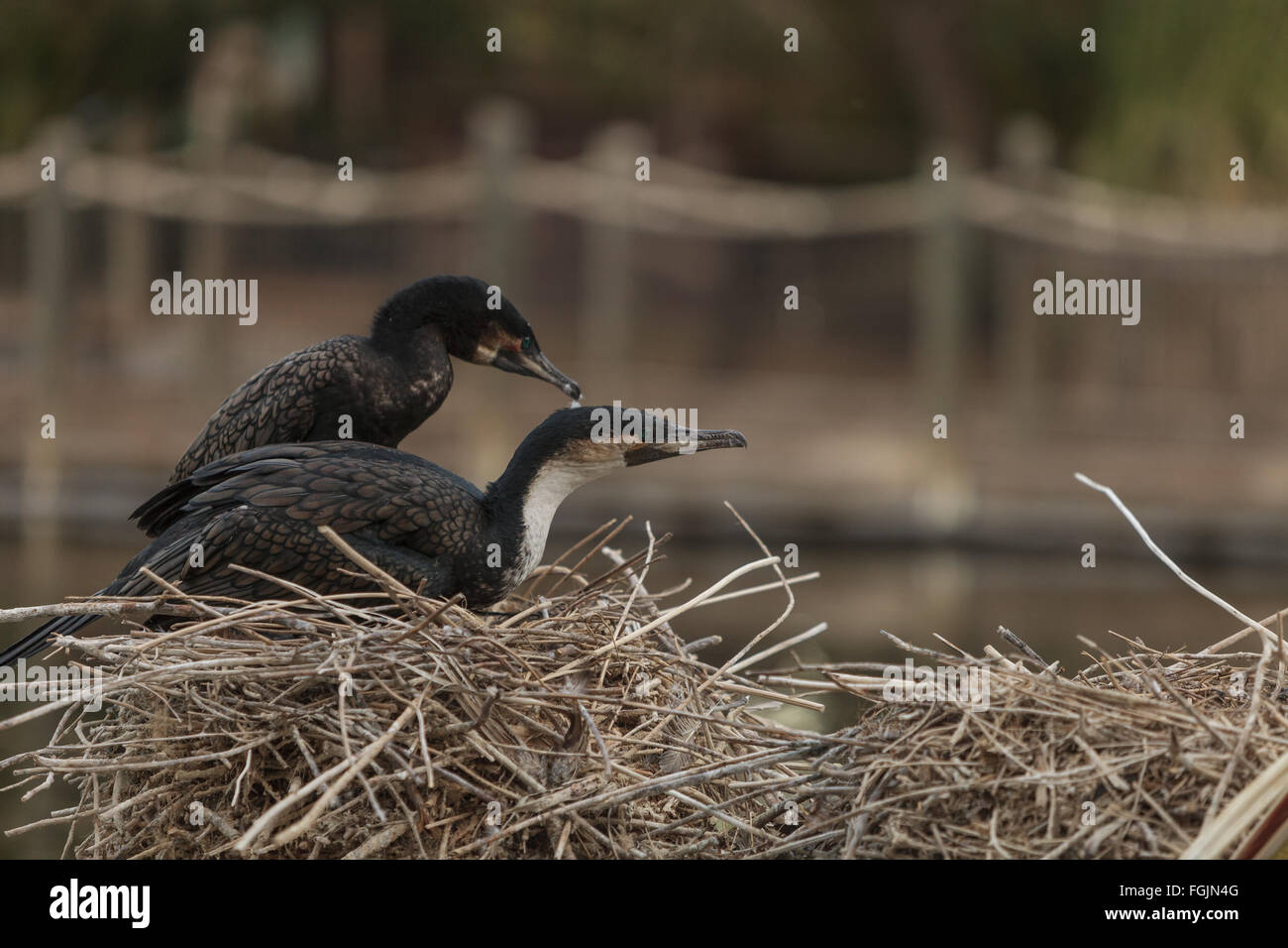 Juvenile double crested cormorant hi-res stock photography and images ...