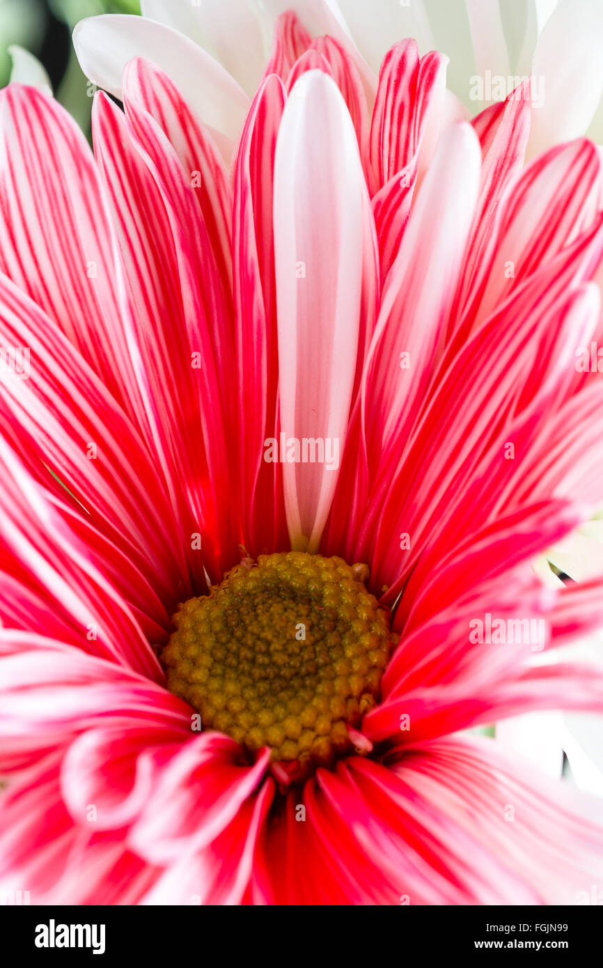 close up of a beautiful daisy with long soft petals with red and white ...
