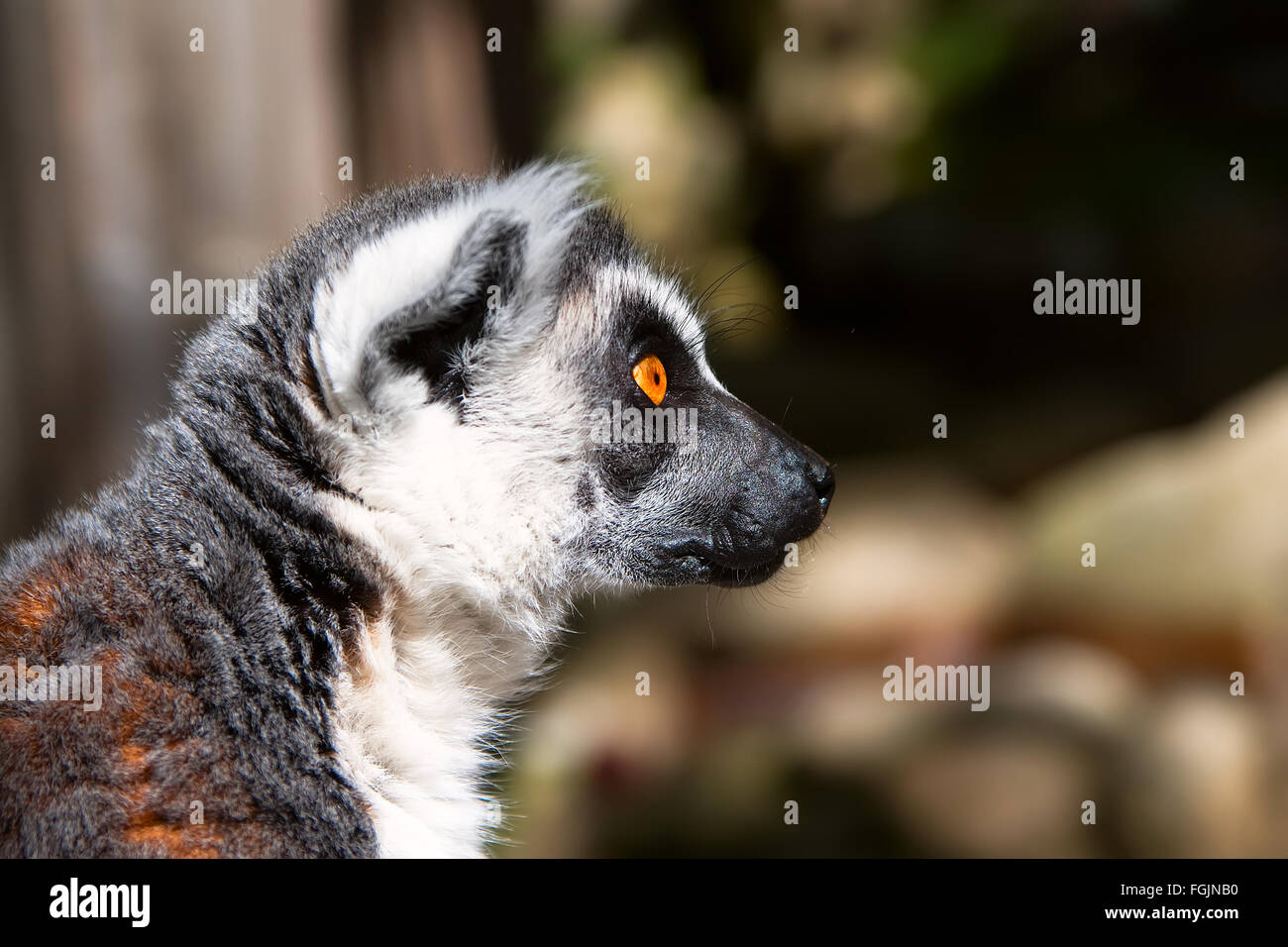 Lemur look very close and careful closeup Stock Photo - Alamy