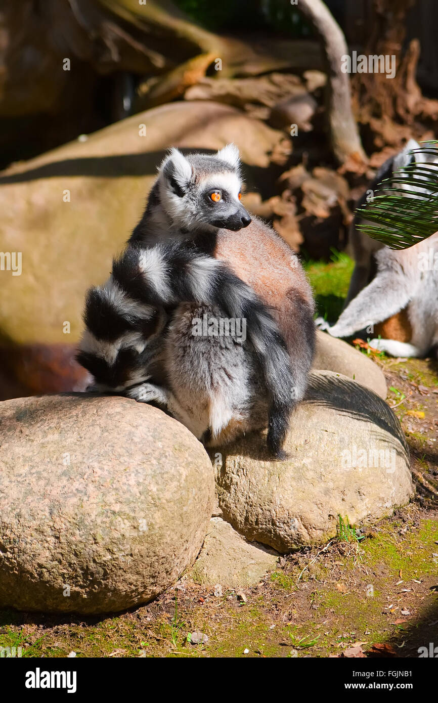 Angry lemur hi-res stock photography and images - Alamy