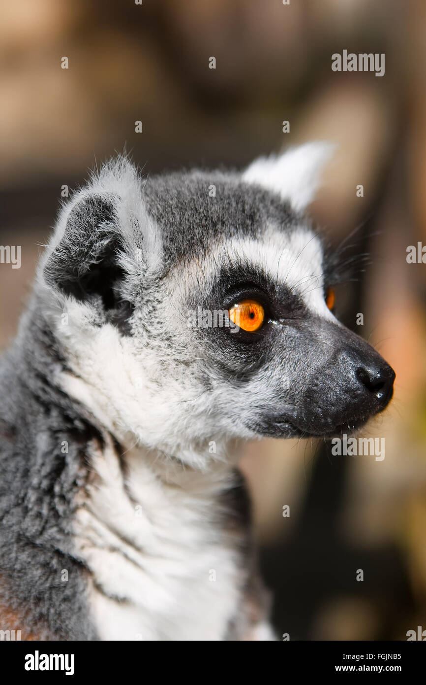 Angry lemur hi-res stock photography and images - Alamy