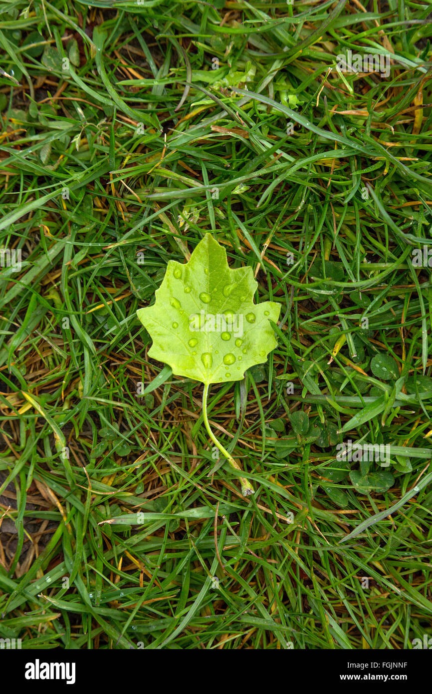 Laying leaf hi-res stock photography and images - Alamy