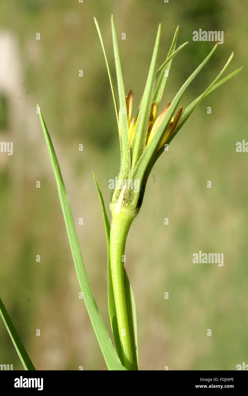 Tetraploid hi-res stock photography and images - Alamy