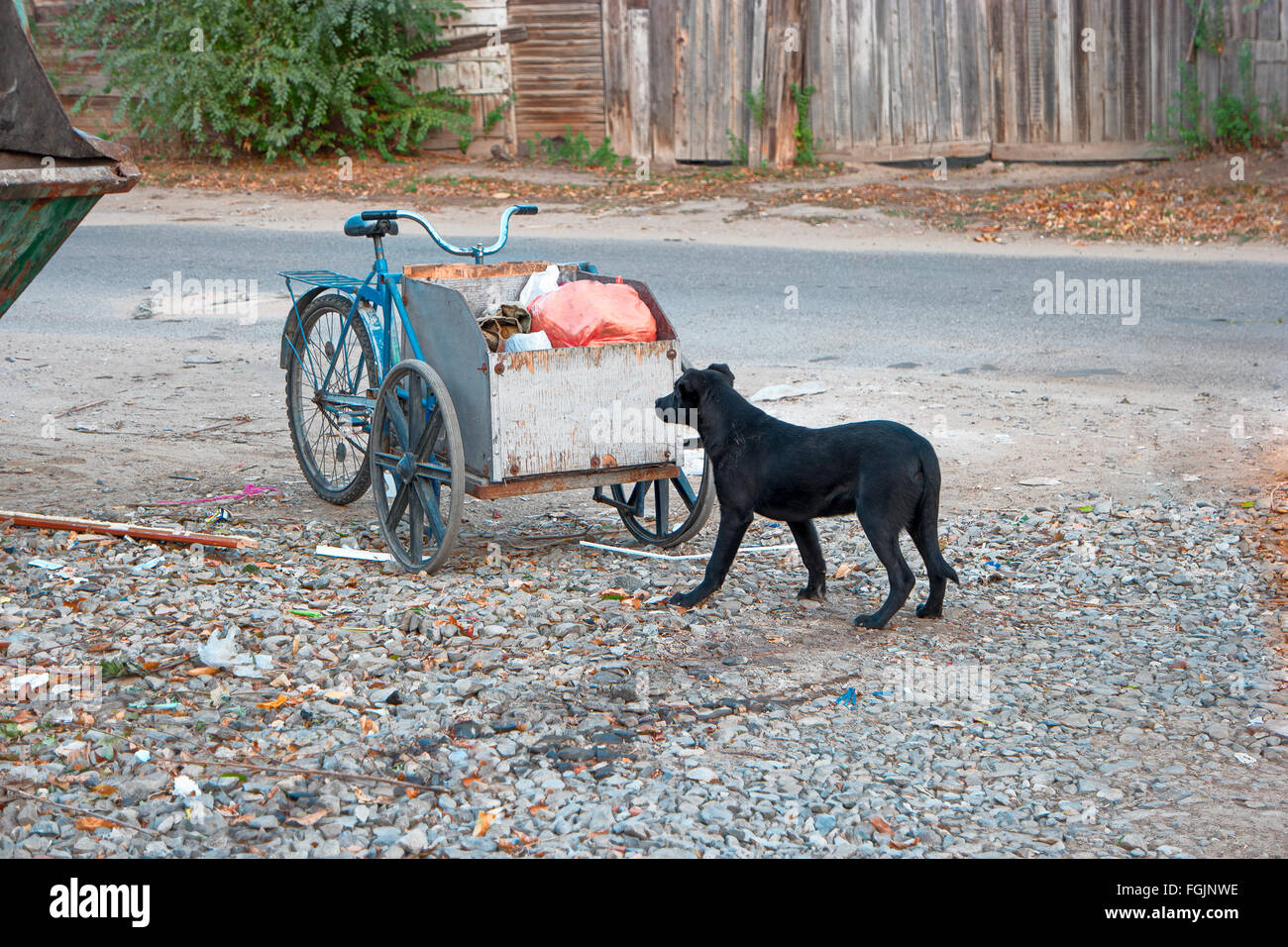 Sad looking street dog scavenging in rubbish cart of human scavenger ...