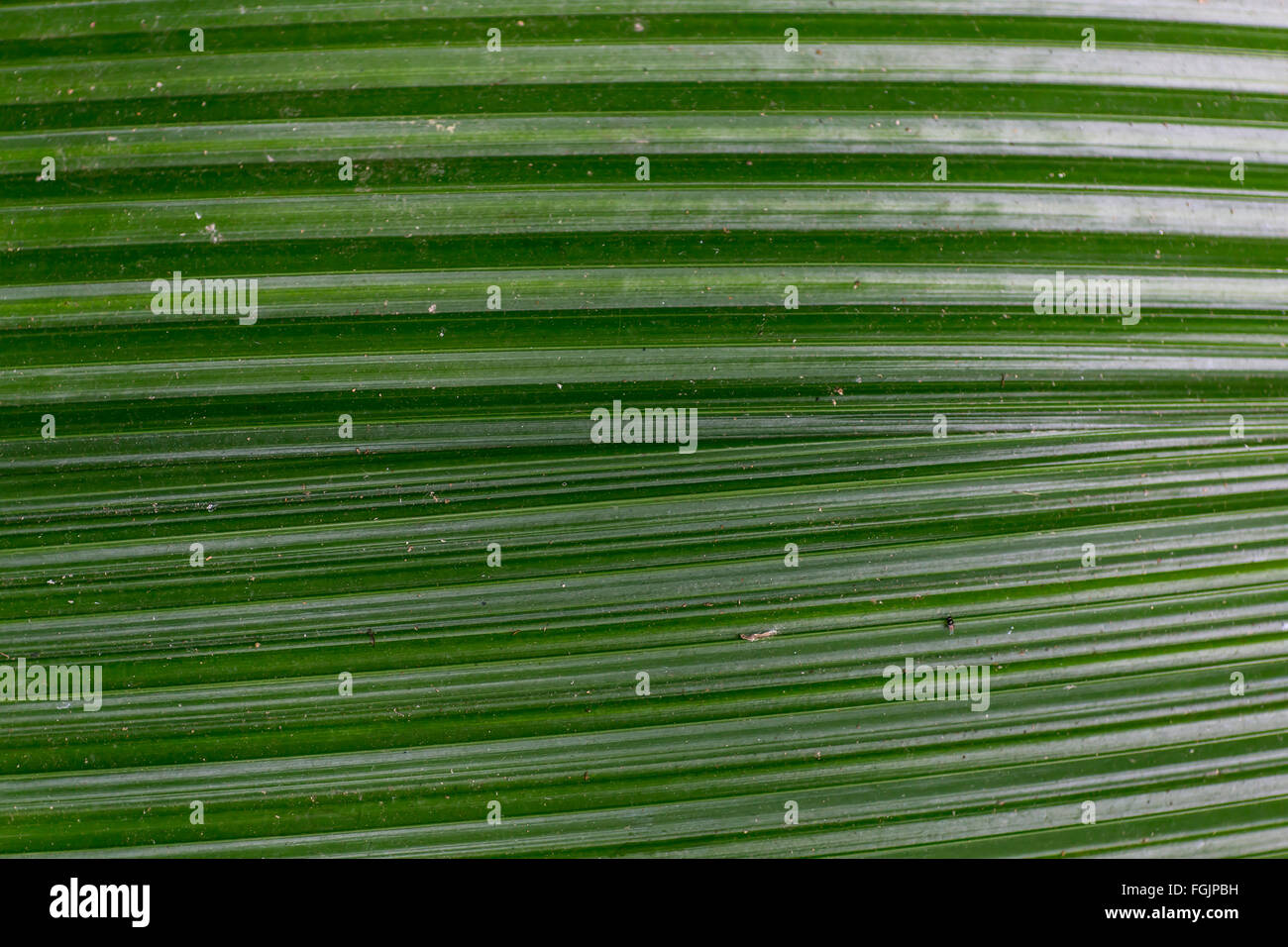 coconut leaf background Stock Photo - Alamy