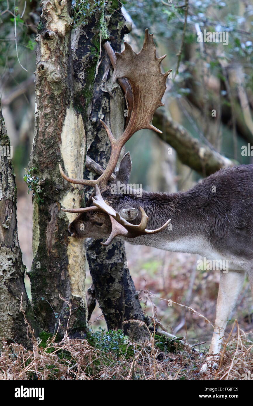 Fallow deer buck, Dama dama Stock Photo - Alamy