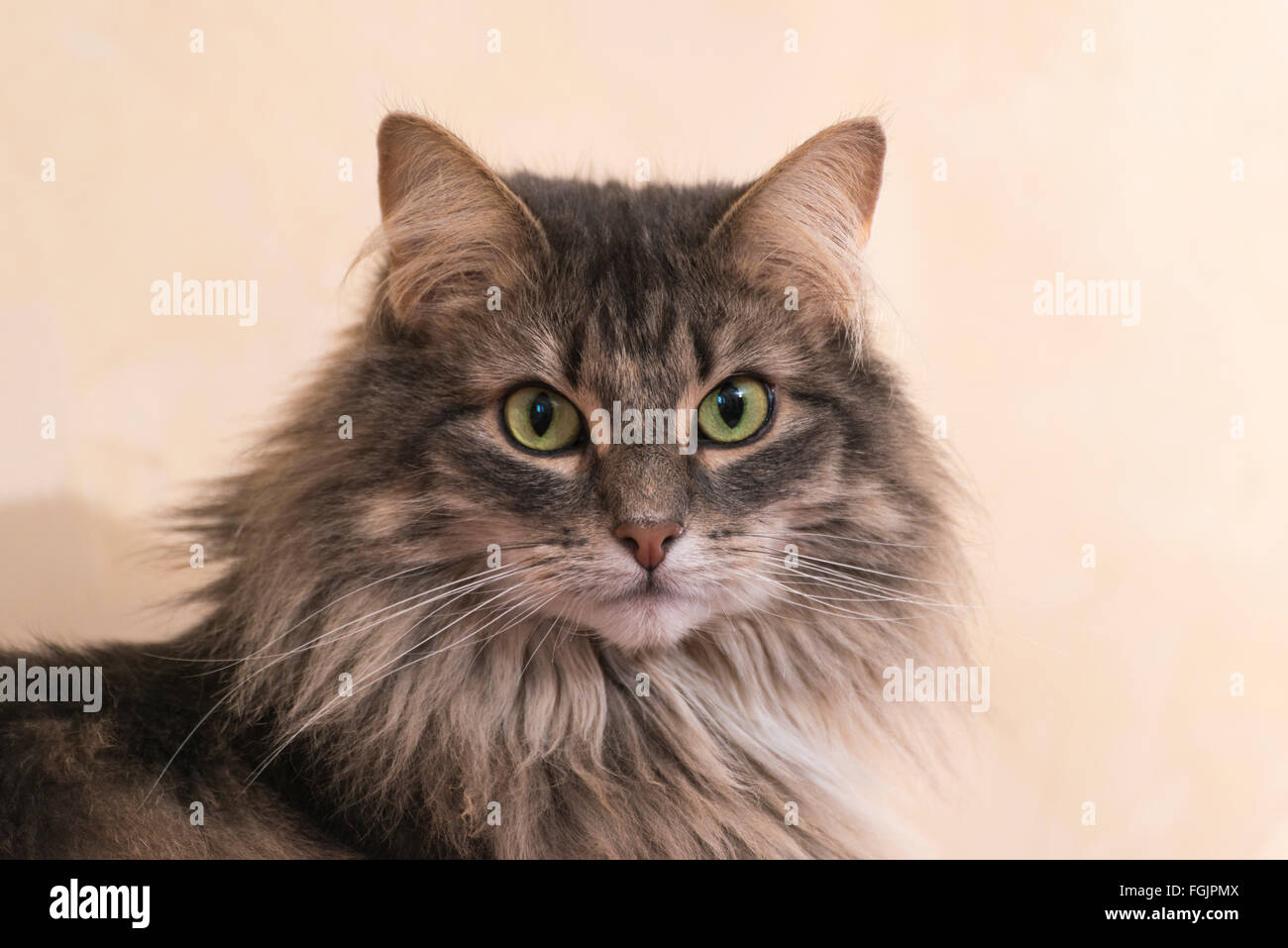 Norwegian Forest Cat, blue-torbie, female, pedigree cat, portrait Stock ...