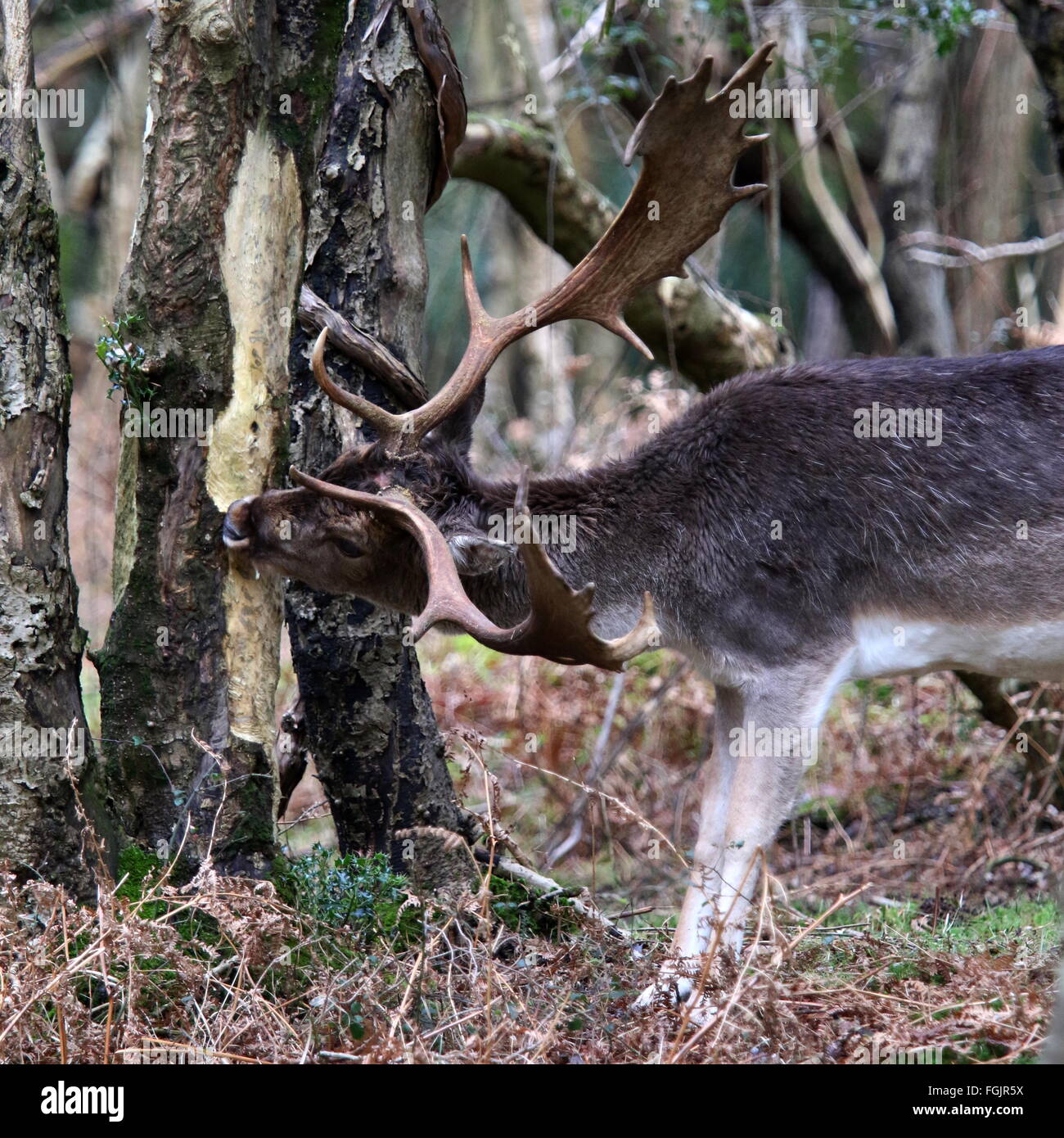 Fallow deer buck, Dama dama Stock Photo - Alamy