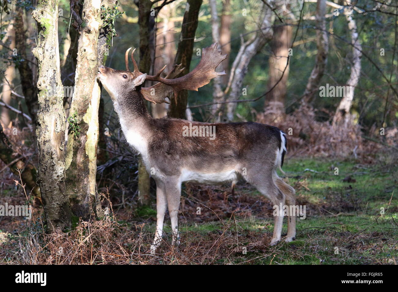 Fallow deer buck, Dama dama Stock Photo - Alamy