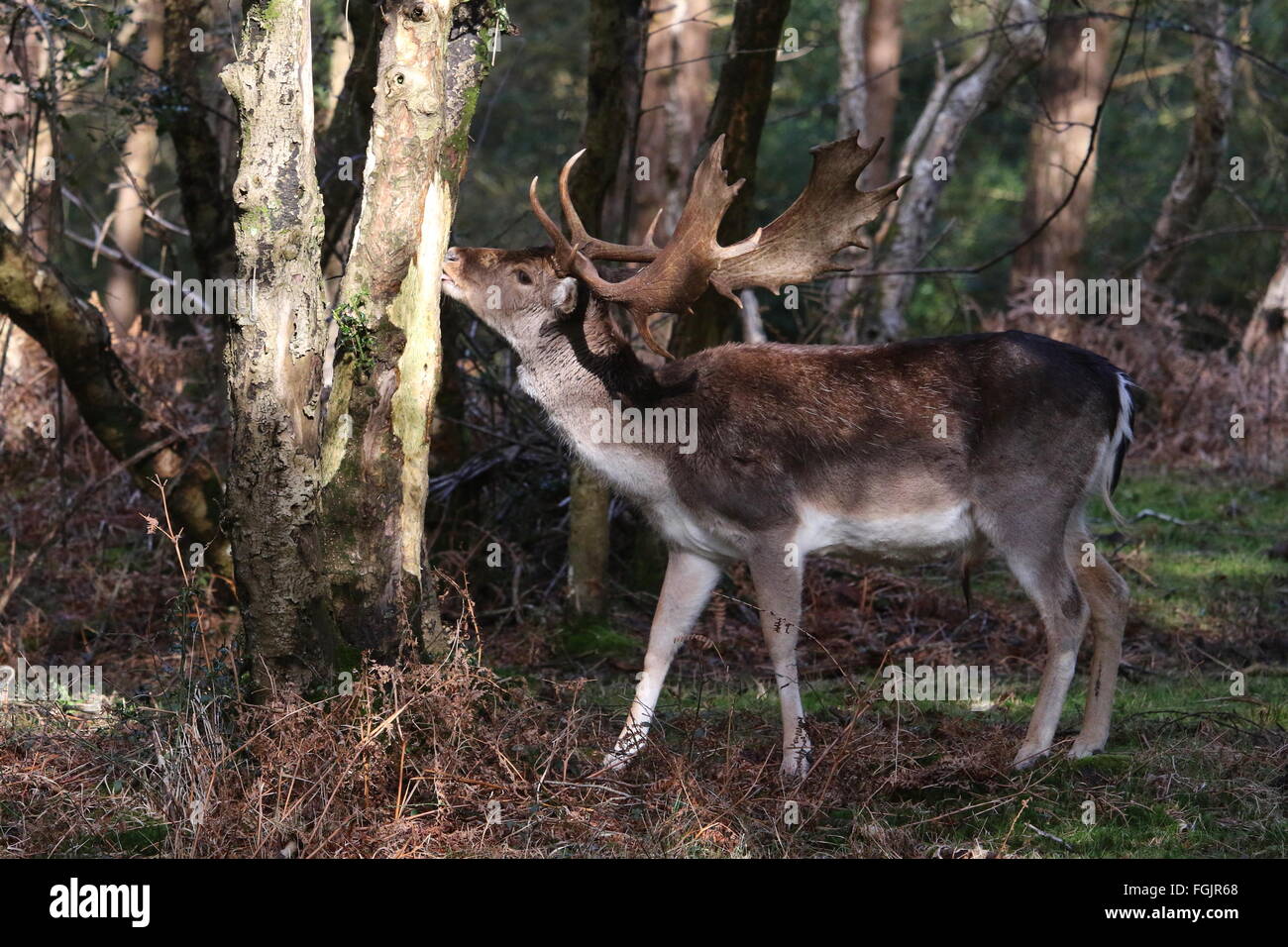 Stripping the bark hi-res stock photography and images - Alamy