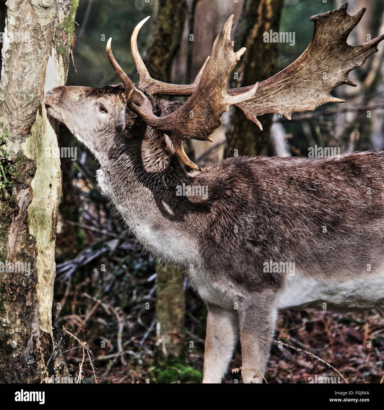 Fallow deer buck, Dama dama stripping bark Stock Photo - Alamy