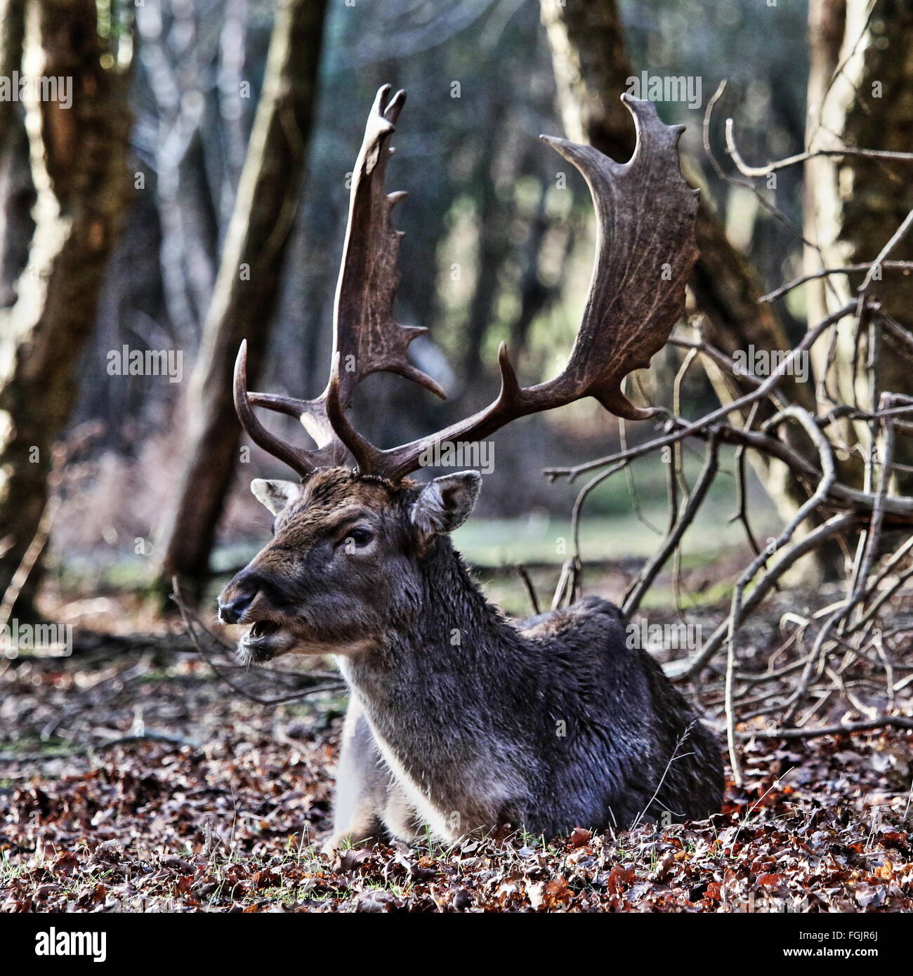 Fallow deer buck, Dama dama Stock Photo - Alamy