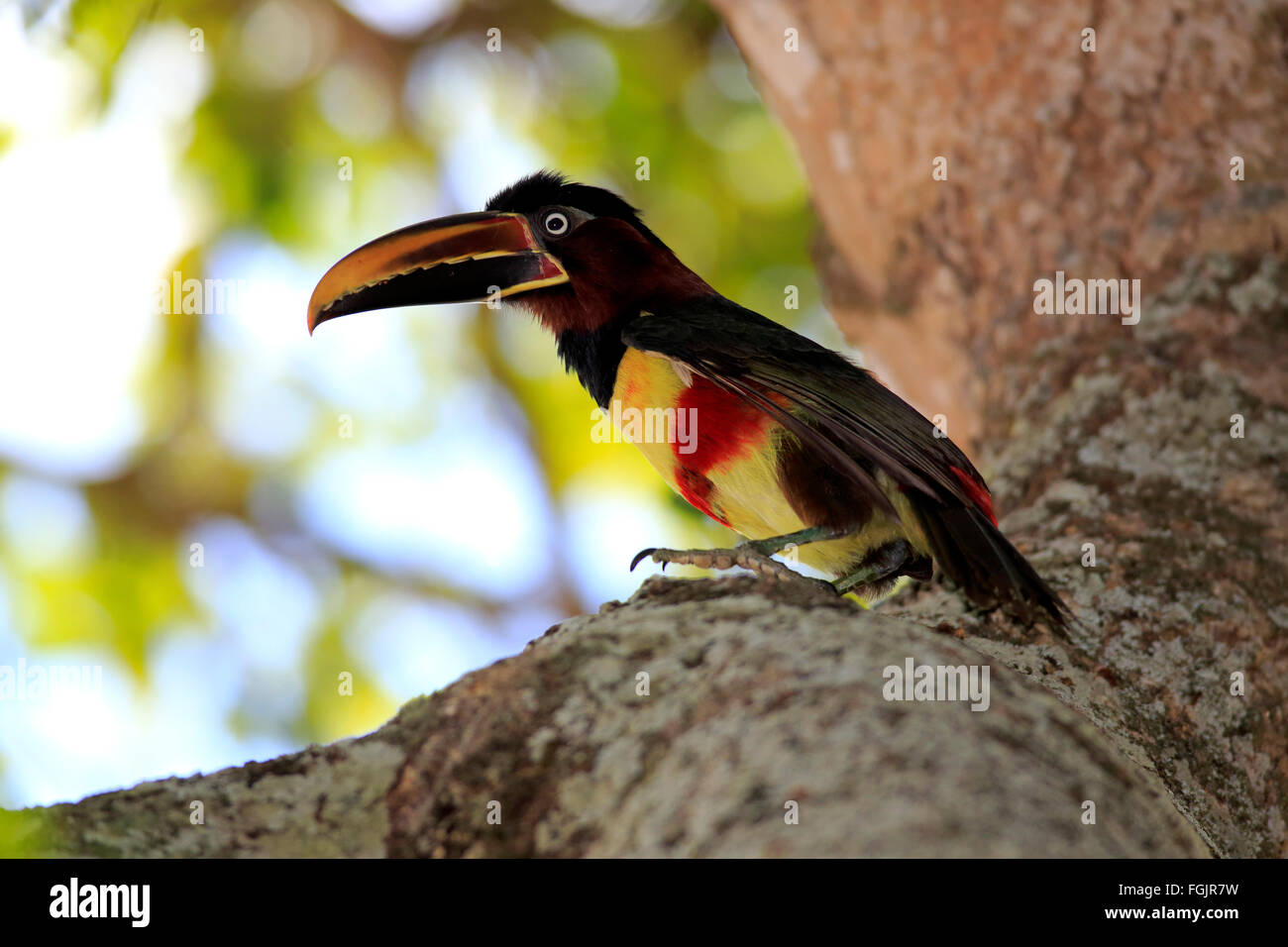 Aracaris of south america hi-res stock photography and images - Alamy