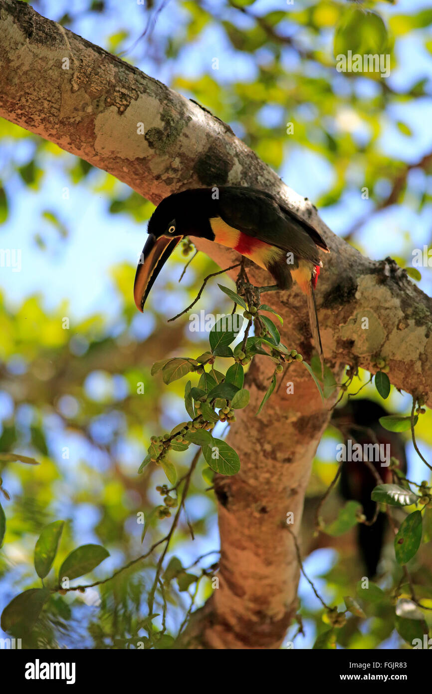 Chestnut-Eared Aracari, adult, Pantanal, Mato Grosso, Brazil, South ...