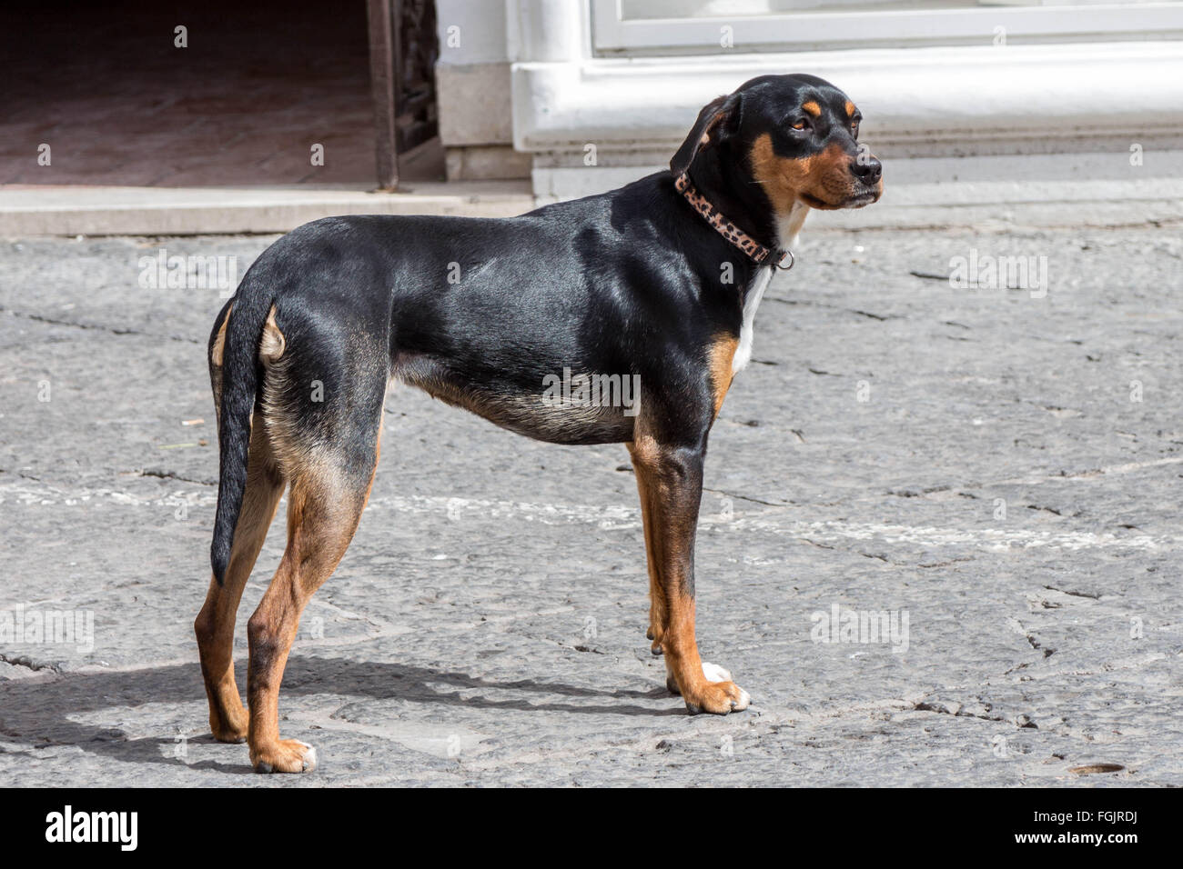 dog standing in town square Stock Photo - Alamy