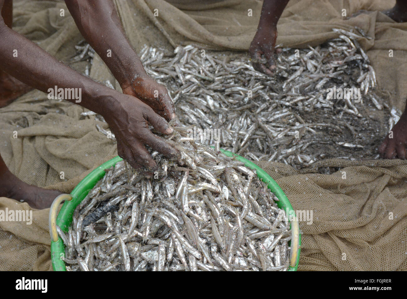 Goa, India - November 5, 2015 - Fishermen catching fishes the ...