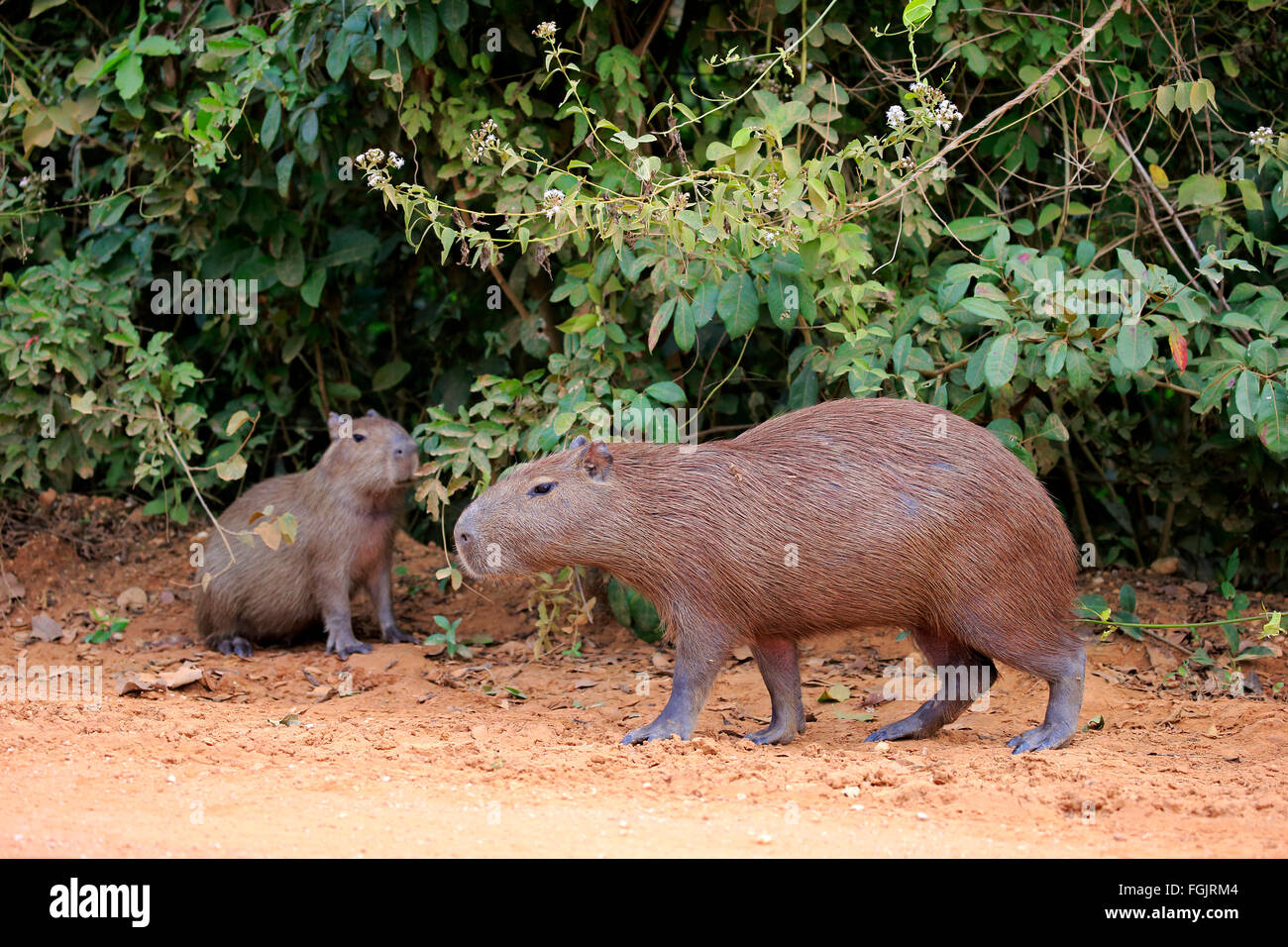 Capybara, adult with young on shore, Pantanal, Mato Grosso, Brazil ...