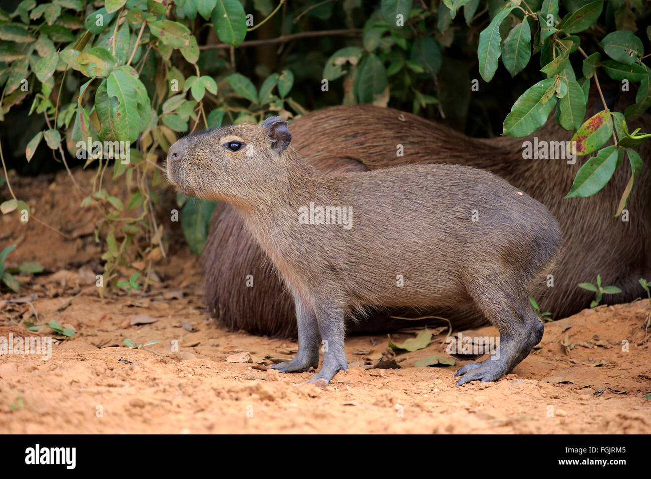 Capybara, adult with young on shore, Pantanal, Mato Grosso, Brazil ...