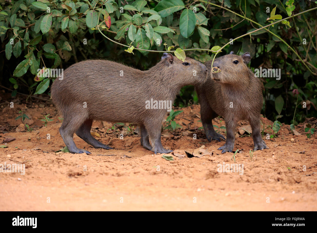 Capybara, siblings on shore, youngs, Pantanal, Mato Grosso, Brazil ...