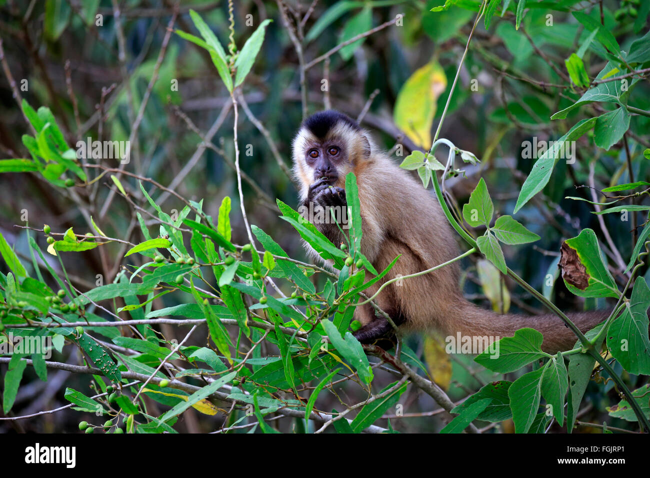 Tufted capuchin monkey tree hi-res stock photography and images - Alamy