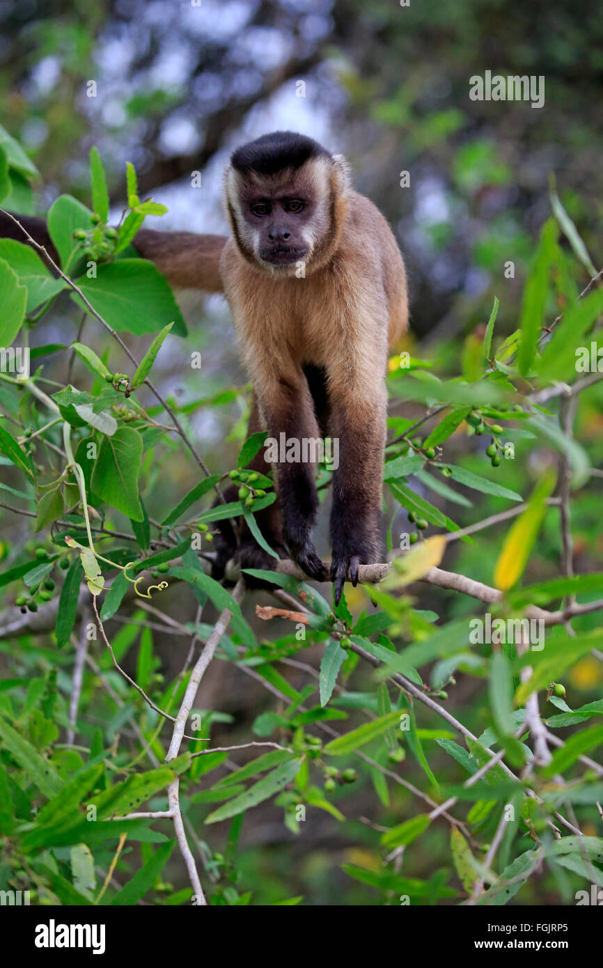 Brown Capuchin, Tufted Capuchin, Black-capped Capuchin, Pantanal, Mato ...